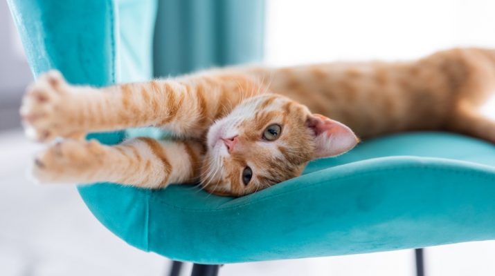 Tout savoir sur le comportement des chats pour mieux les comprendre ...